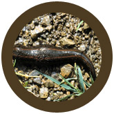 Pijawka - Wildlife World - dzika przyroda w Twoim ogrodzie